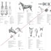 Horse Anatomy Book With Illustrations of the Muscles & Bones Veterinary ...