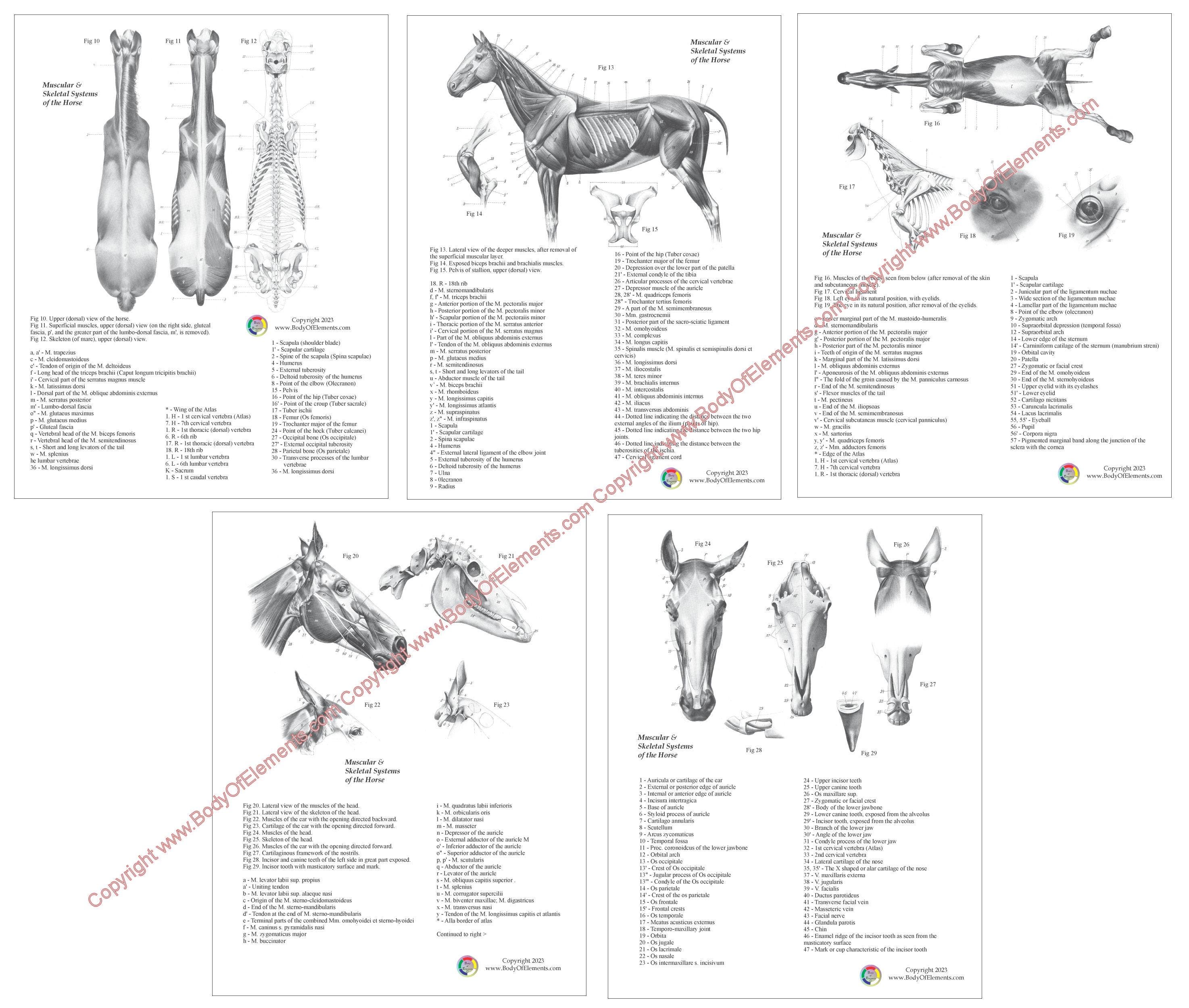 Horse Anatomy Book With Illustrations of the Muscles & Bones Veterinary ...