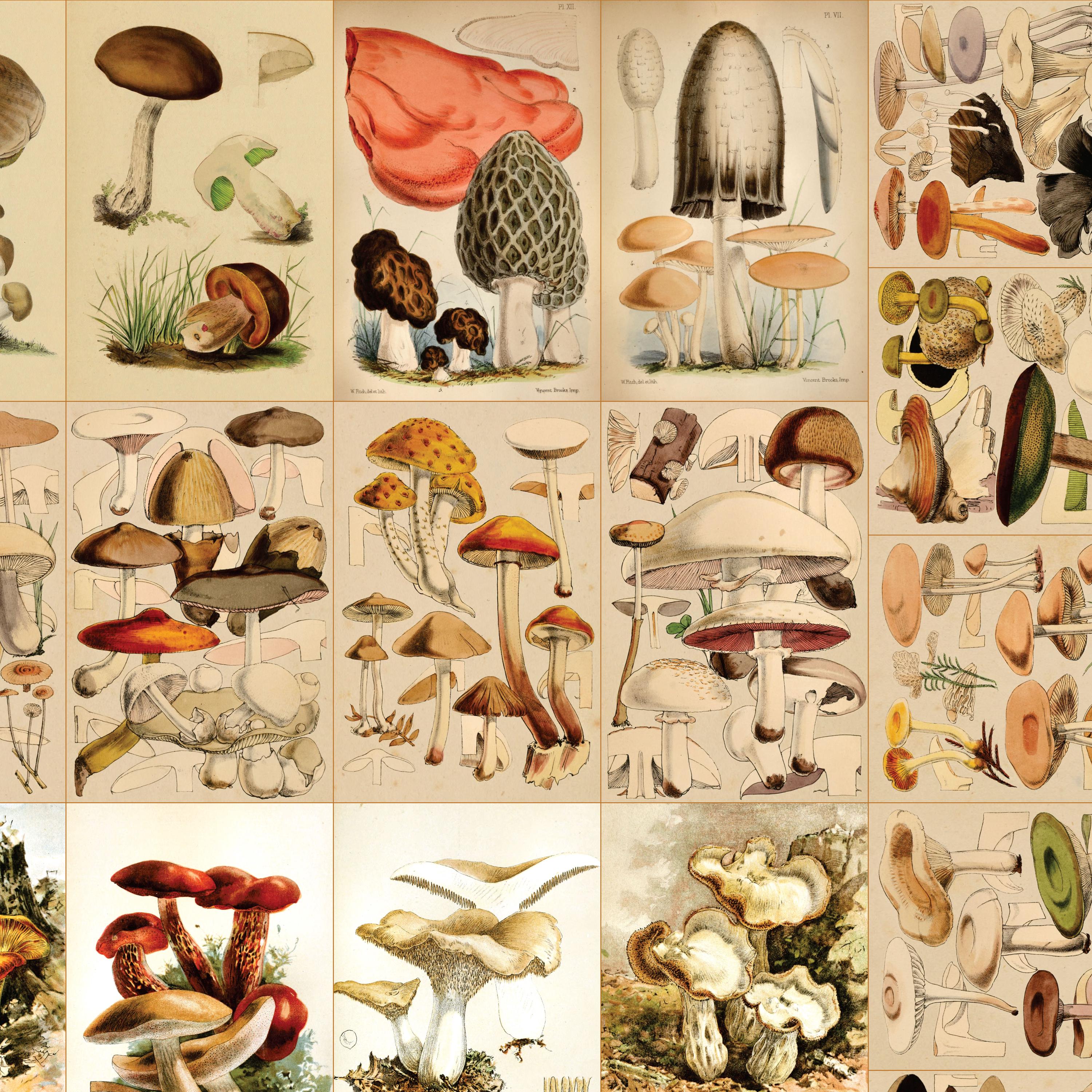 165 Vintage Old Mushroom Illustrations Sheets Digital Print Download ...