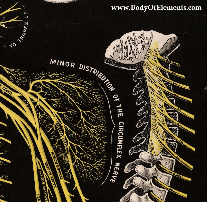 The Spine and Spinal Nerves Vintage 1914 Poster Medical Anatomy Wall ...