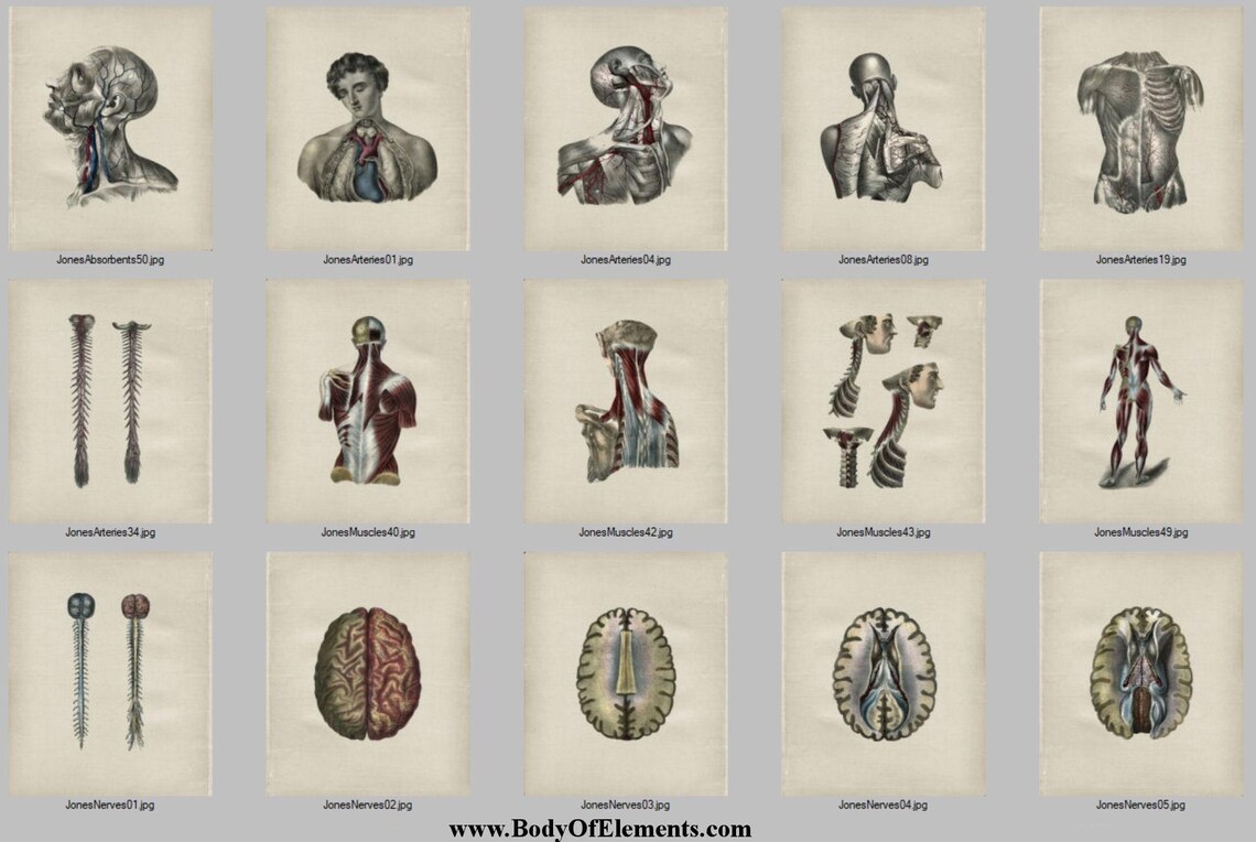 Vintage Medical Ephemera 27 Digital Print Download Junk Journal Anatomy ...
