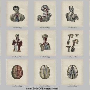 Vintage Medical Ephemera 27 Digital Print Download Junk Journal Anatomy ...