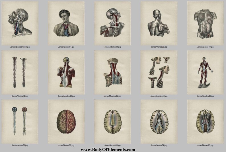 Vintage Medical Ephemera 27 Digital Print Download Junk Journal Anatomy ...