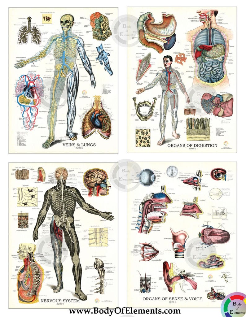 8 Human Anatomy Posters Digital Download Prints Clinic Wall Charts ...