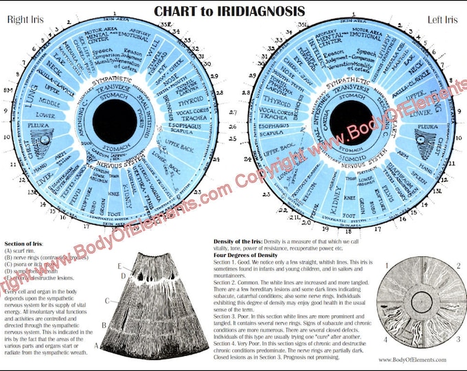 Iridology Chart, Iridology Map of the Eye Pupil. up to 20 X 30 Inches ...