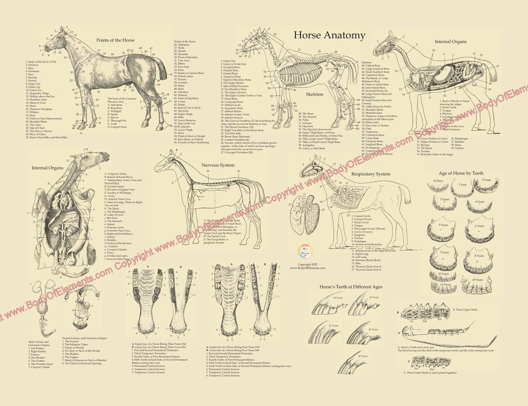 Horse Anatomy Equine Anatomical Veterinary Poster Handout Digital ...