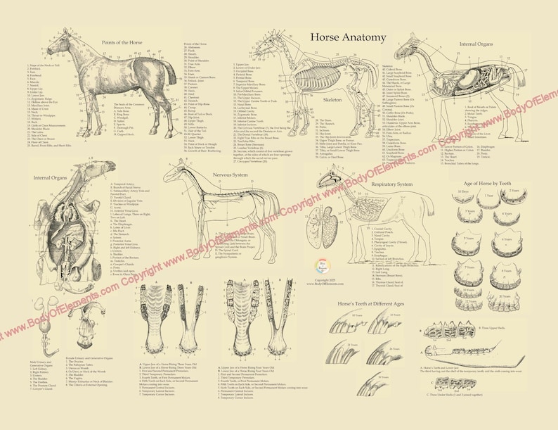 Horse Anatomy Equine Anatomical Veterinary Poster Handout Digital ...