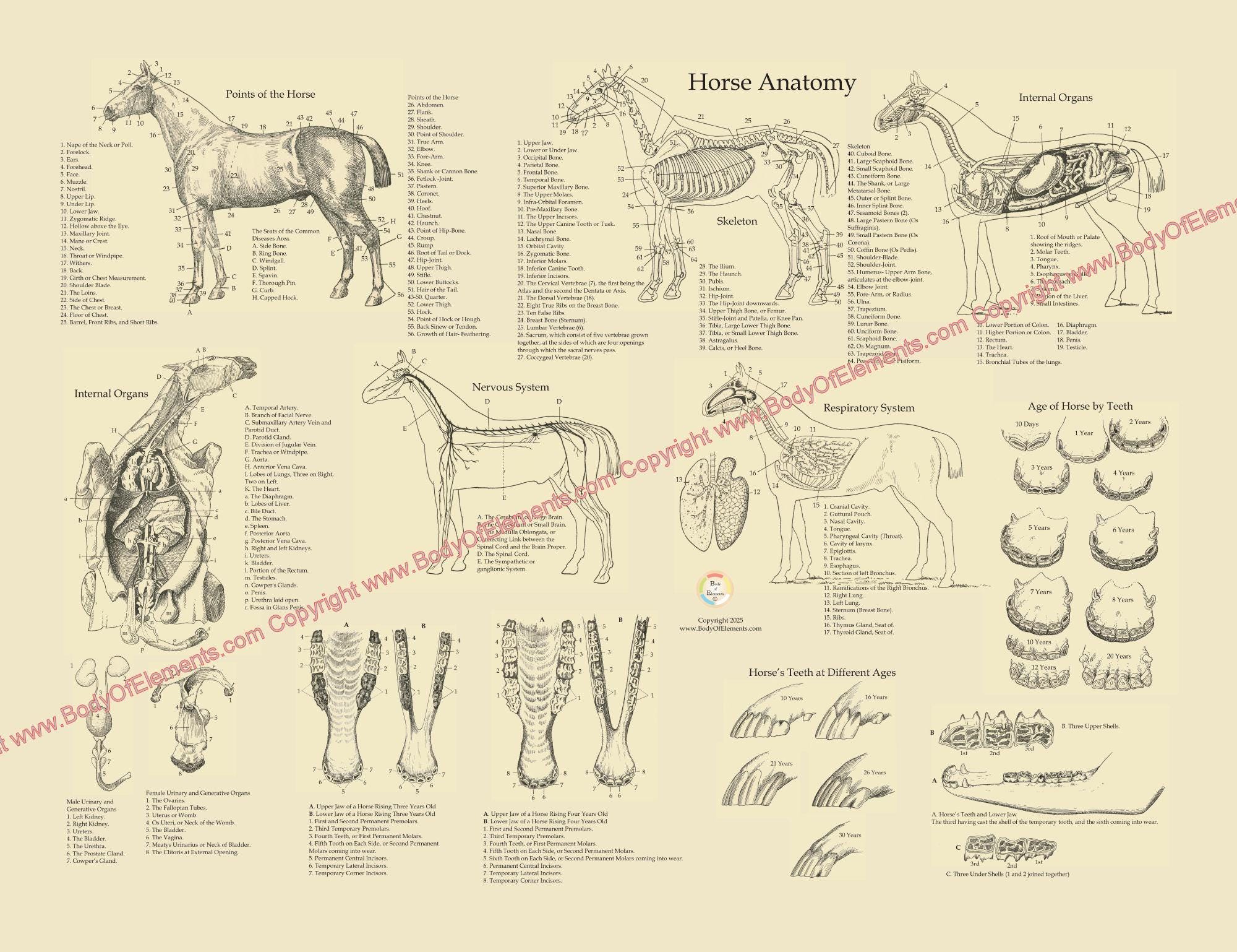 Horse Anatomy Equine Anatomical Veterinary Poster Handout Digital ...