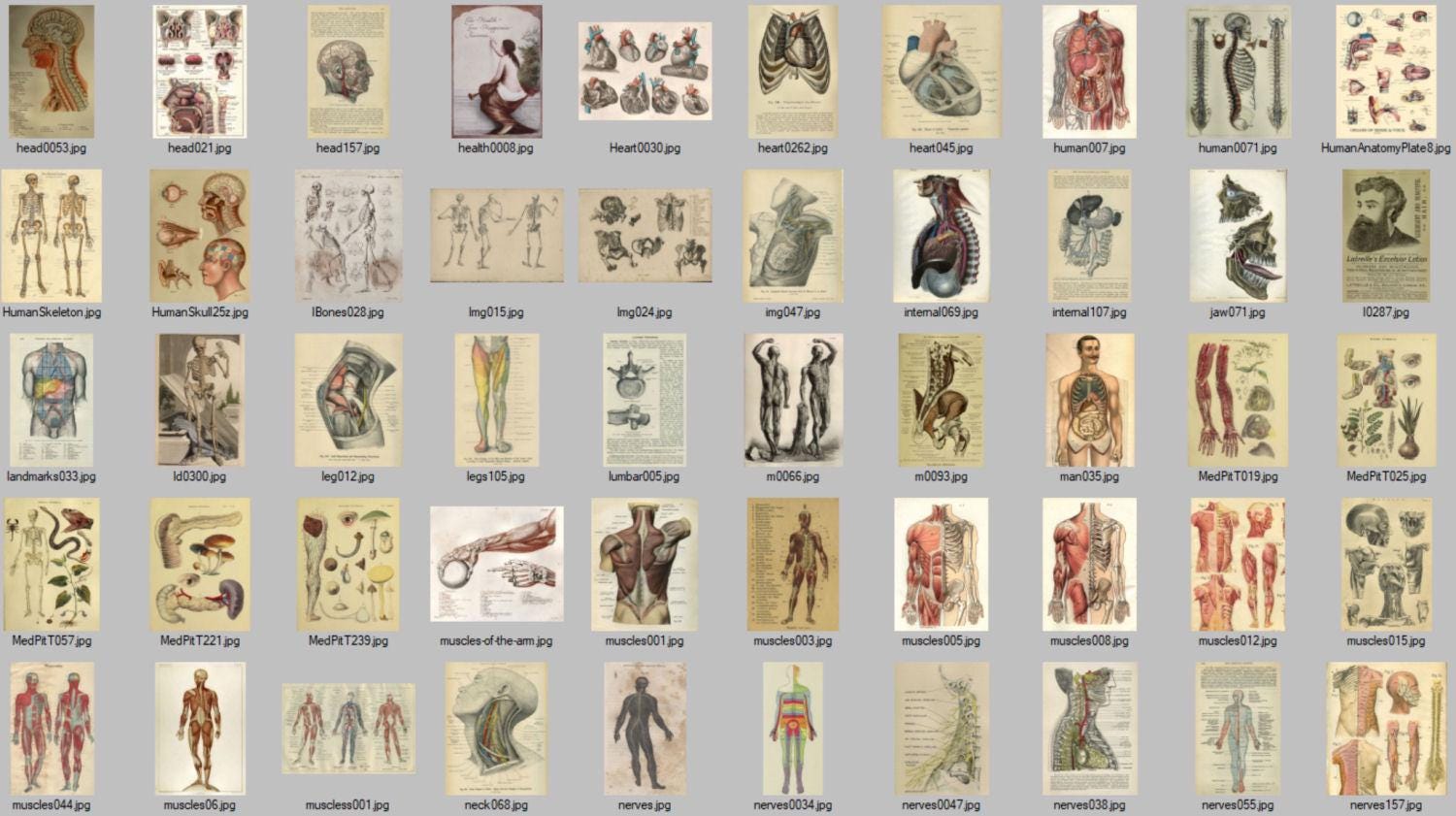 225 Vintage Old Anatomy Illustrations Medical Ephemera Digital Print ...