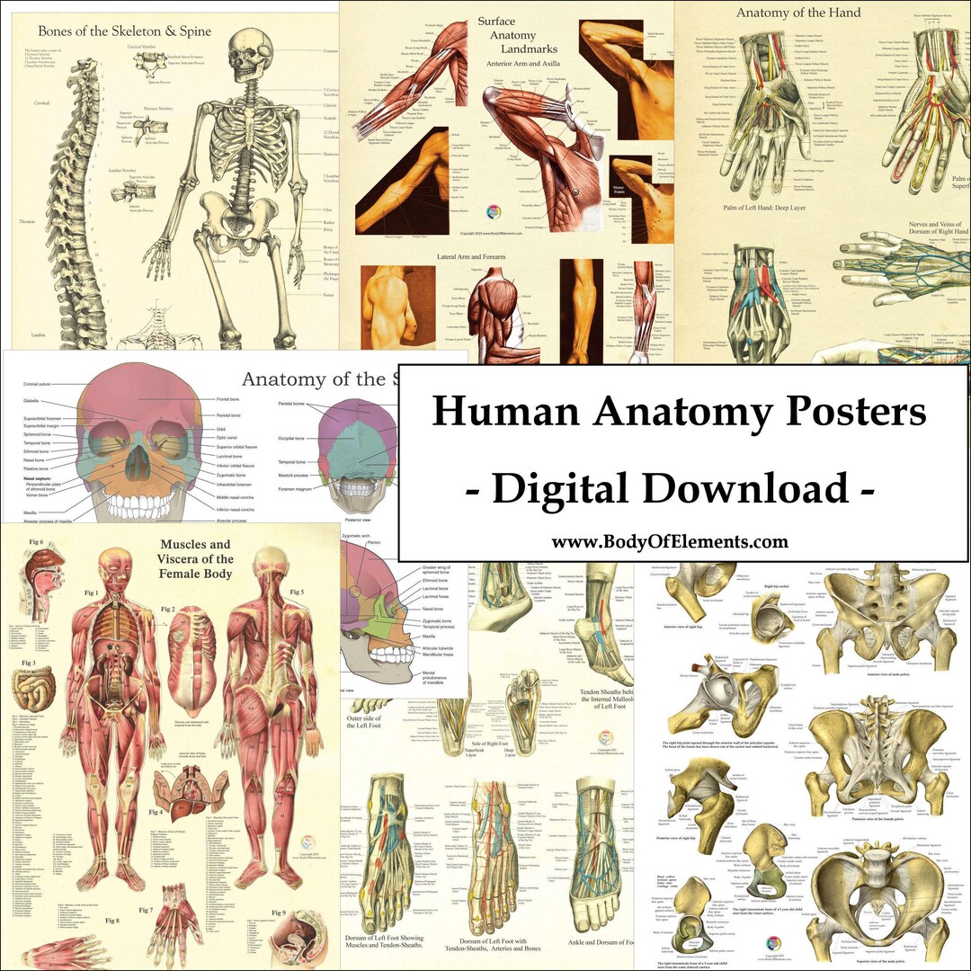 15 Human Anatomy Posters Digital Download Prints Clinic Wall Charts ...