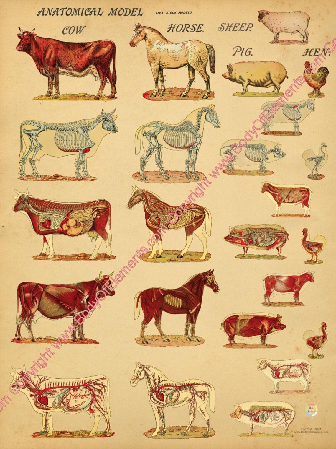 Farm Animals Anatomy Atlas Poster Anatomical Model Horse Cow Pig Sheep ...