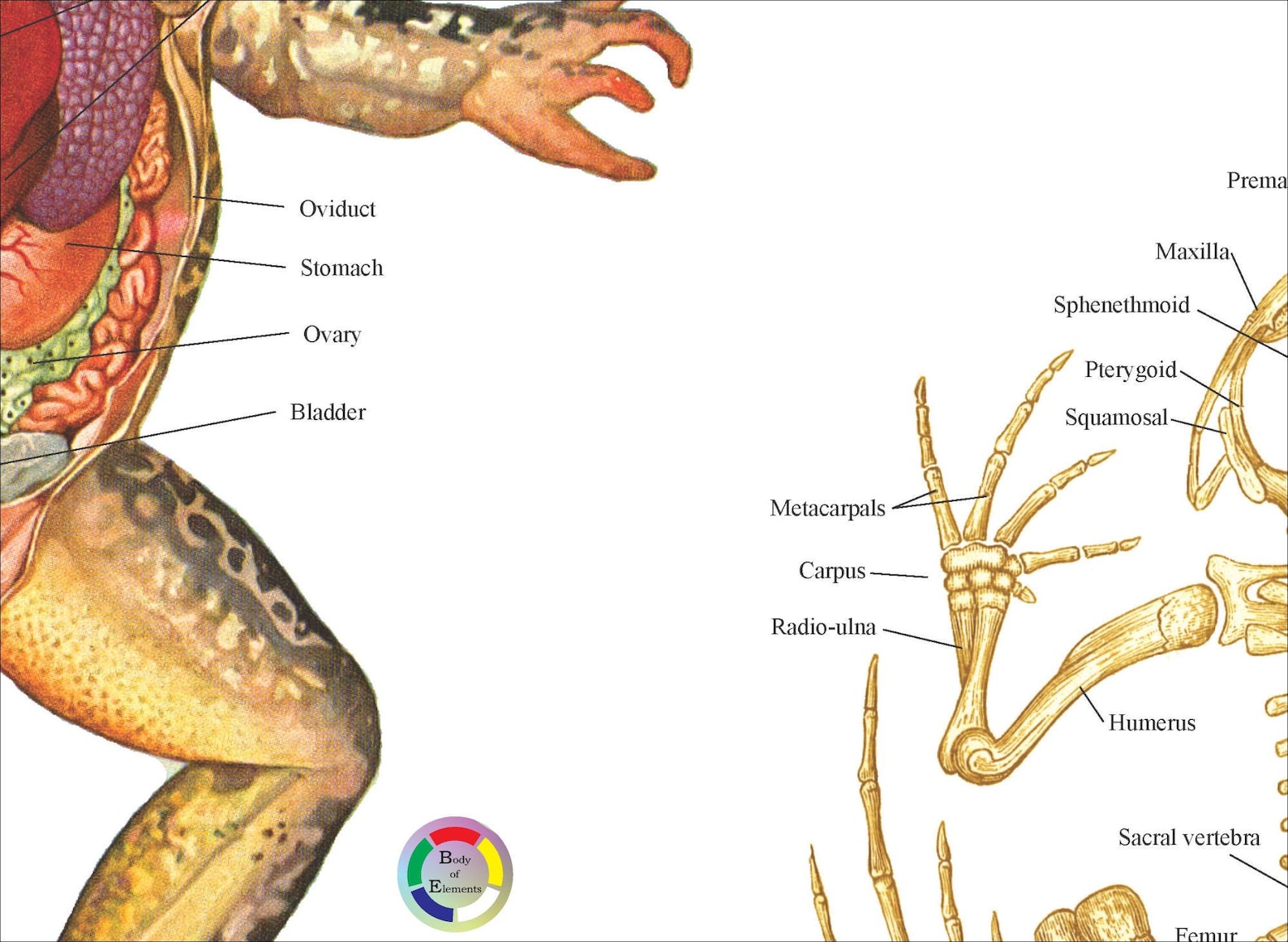 Frog Anatomy Poster Digital Download Poster Wall Art Biology Classroom ...