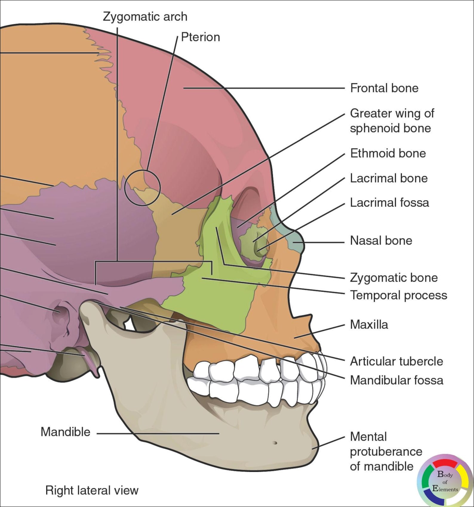 Human Skull Skeletal Anatomy Anatomical Cranium Medical Print Digital ...