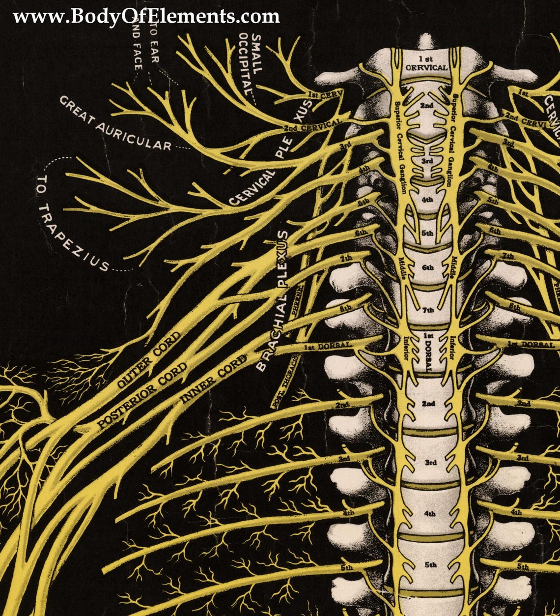 The Spine and Spinal Nerves Vintage 1914 Poster Medical Anatomy Wall ...