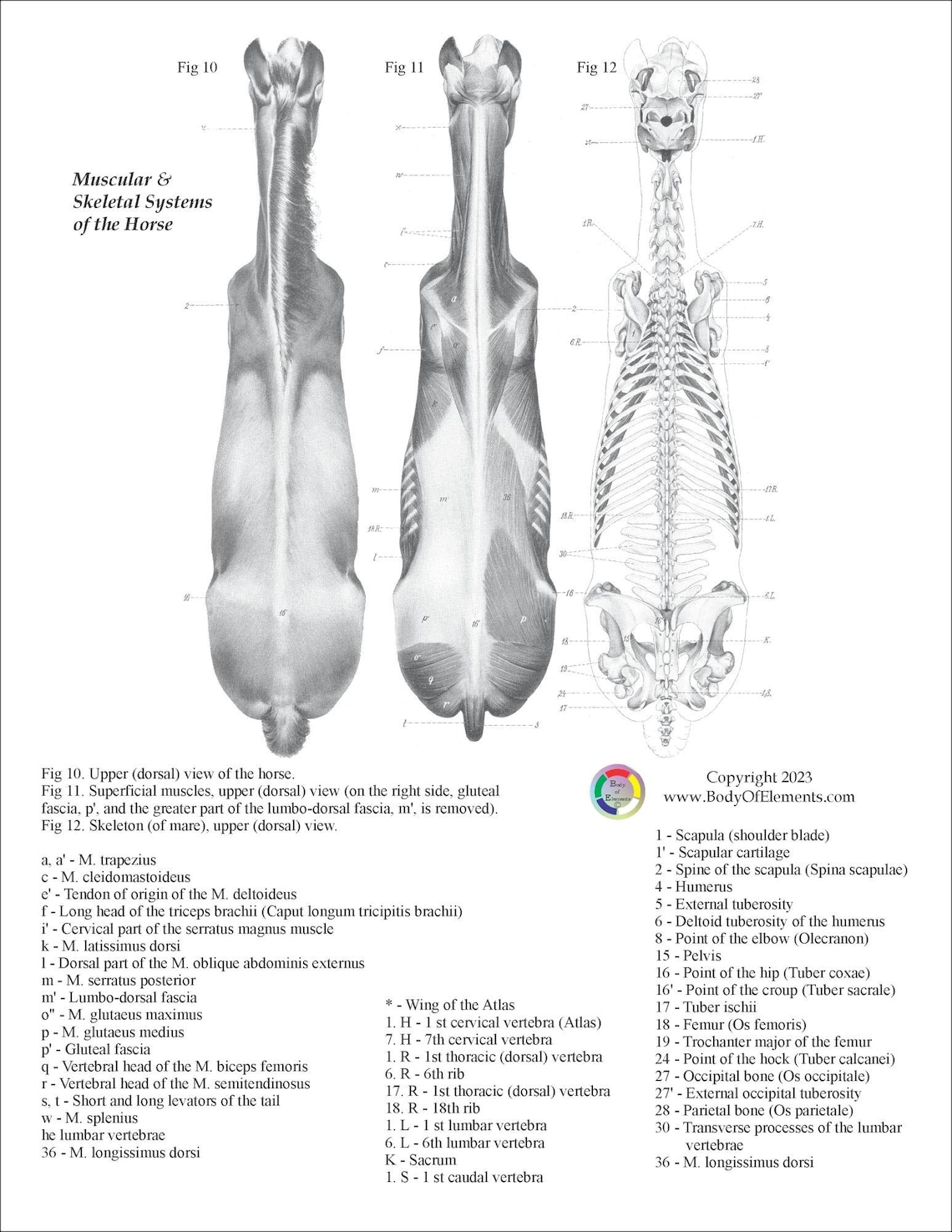 Horse Anatomy Book With Illustrations of the Muscles & Bones Veterinary ...