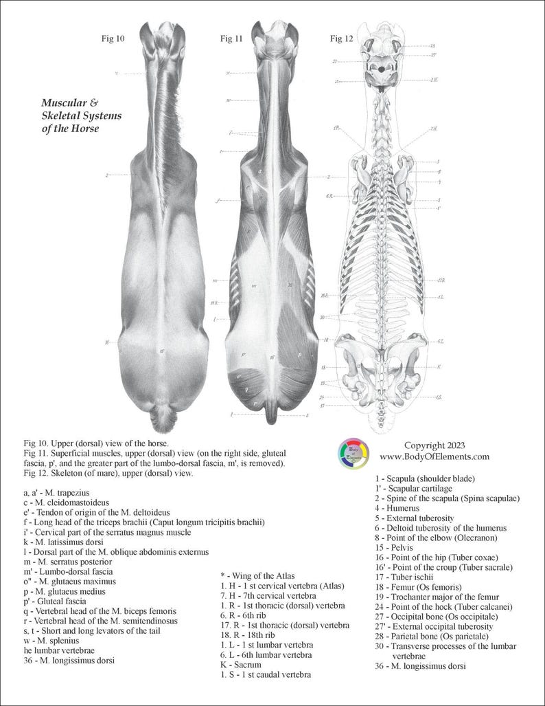 Horse Anatomy Book With Illustrations of the Muscles & Bones Veterinary ...