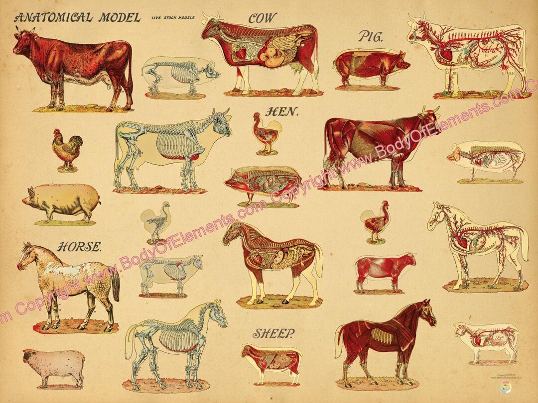 Farm Animals Anatomy Atlas Poster Anatomical Model Horse Cow Pig Sheep ...