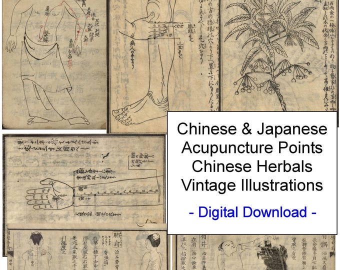 Chinese Medicine Meridian Organ Body Qi Clock TCM Associations Five ...