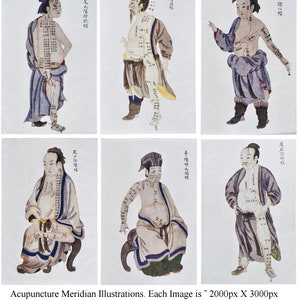 14 Vintage Acupuncture Meridian Color Illustrations Digital Prints ...