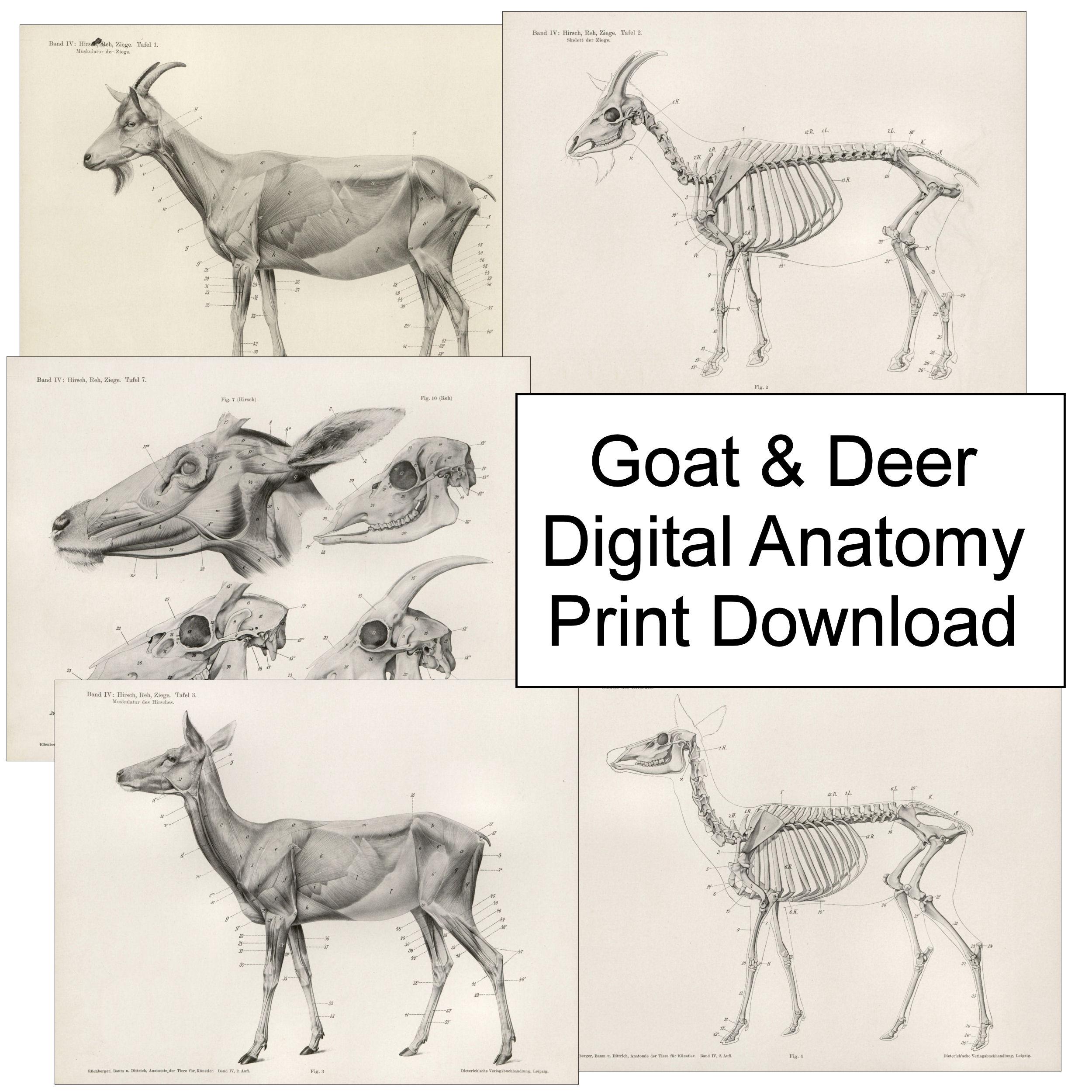 Goat Deer Anatomy Vintage Book Illustrations Veterinary Digital Print ...