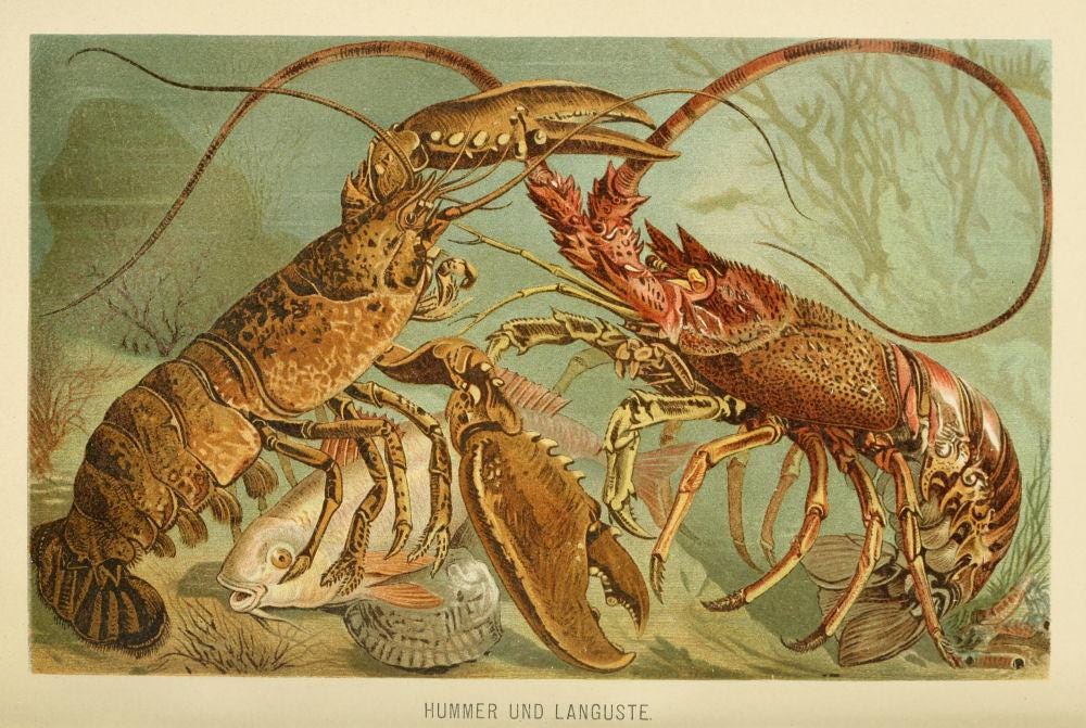 Sea Life Fish Ocean Vintage Old Illustrations Ephemera Digital Print ...