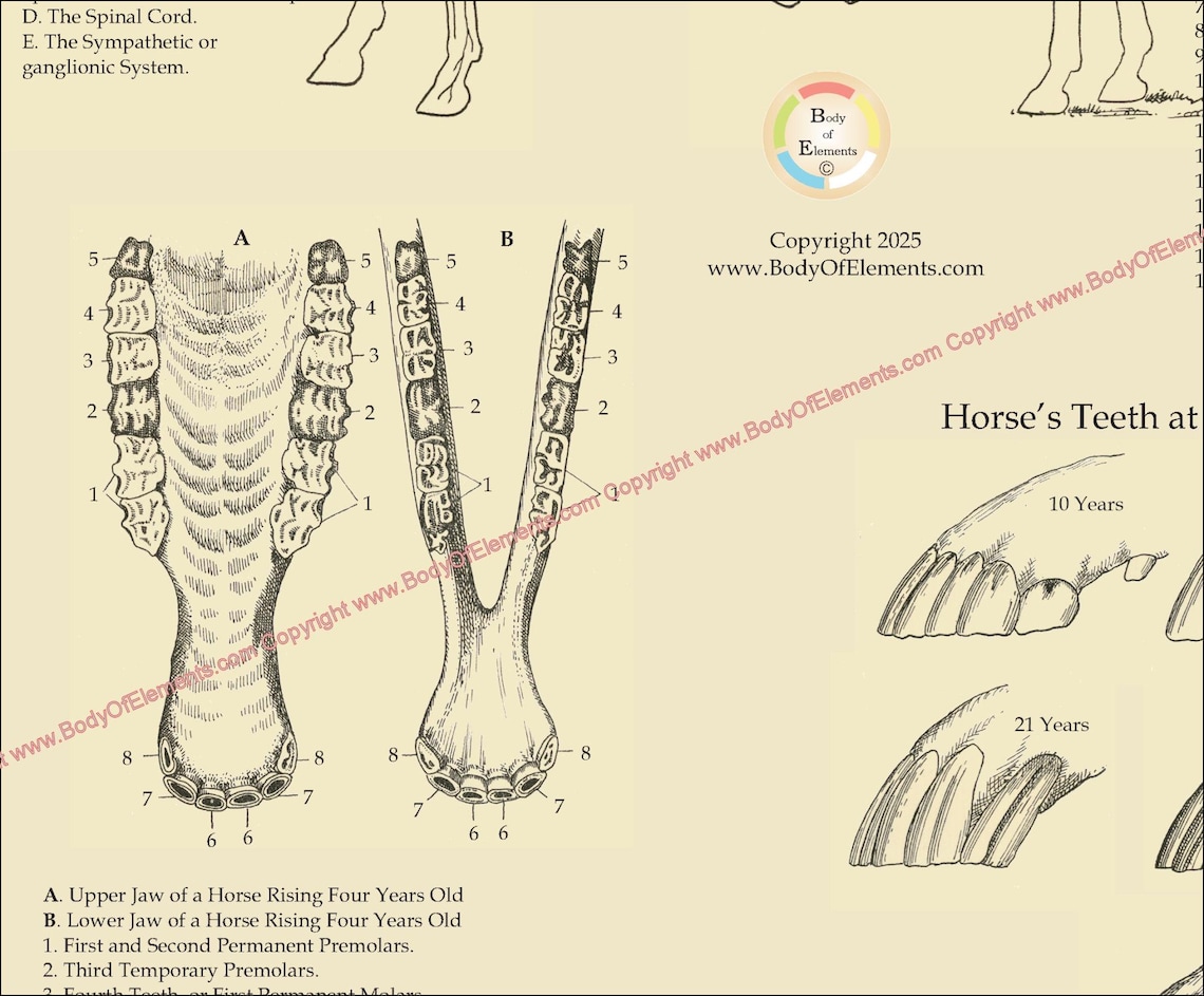 Horse Anatomy Equine Anatomical Veterinary Poster Handout Digital ...