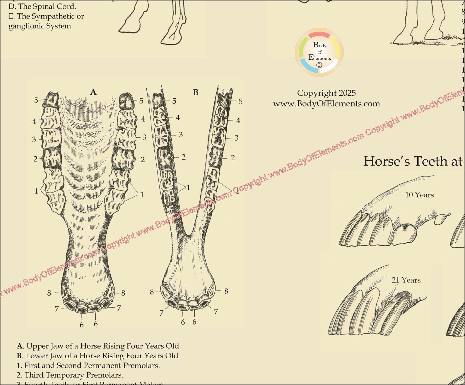 Horse Anatomy Equine Anatomical Veterinary Poster Handout Digital ...