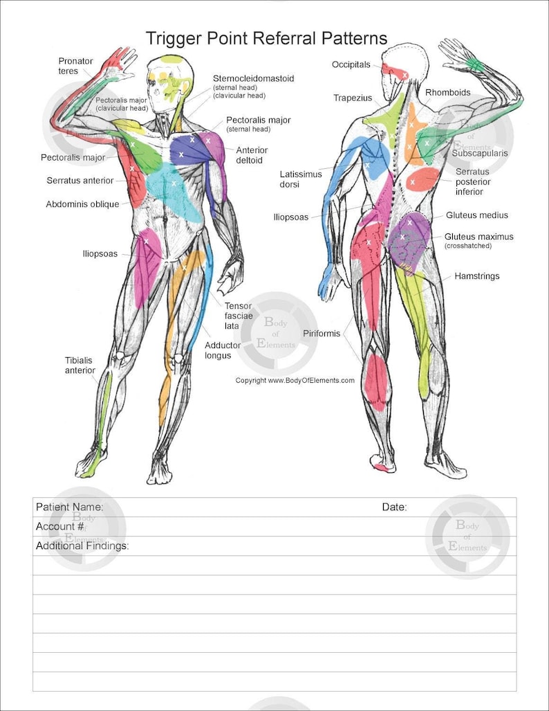 Muscle Trigger Points Clinic Handout Massage Chiropractic Medical 8.5 ...