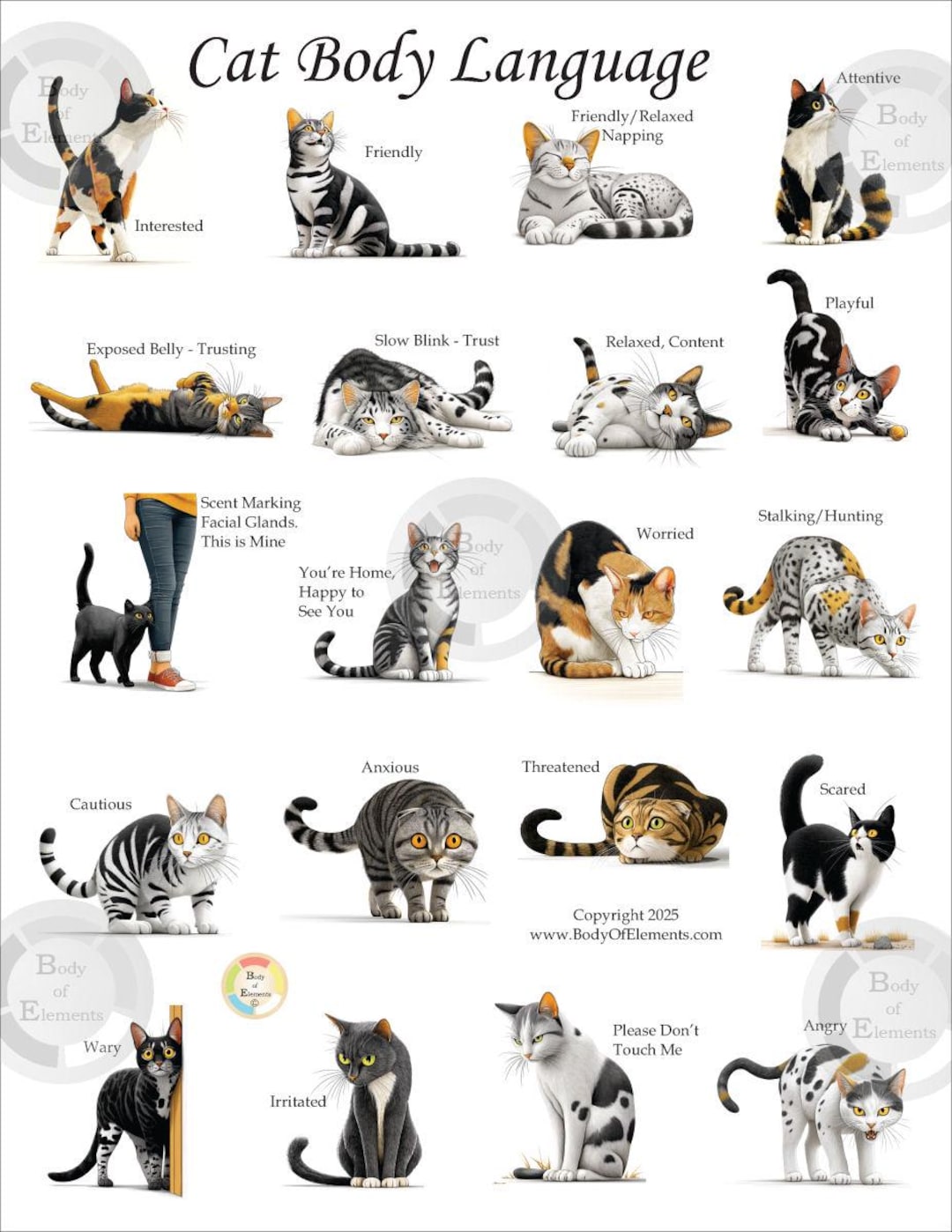 Cat Body Language Chart Illustrated Guide to Feline Emotions, Mood ...