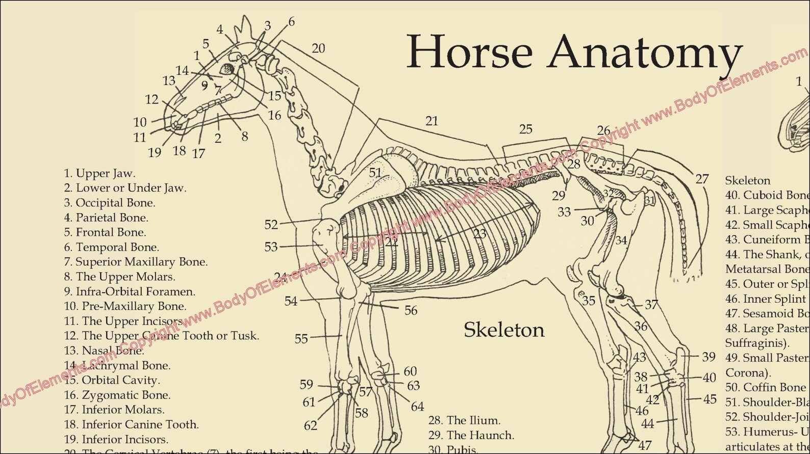 Horse Anatomy Equine Anatomical Veterinary Poster Handout Digital ...