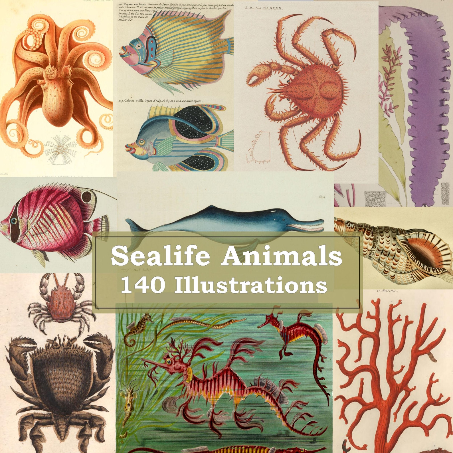 Sea Life Fish Ocean Vintage Old Illustrations Ephemera Digital Print ...