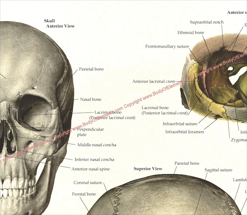 Human Skull Skeletal Bones Anatomy Anatomical Cranium Medical Print ...