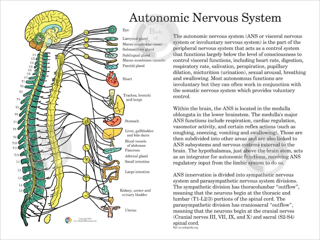 Autonomic Nervous System Healthcare Clinic Medical Doctor Chiropractic ...