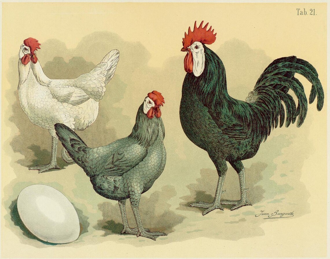 Chicken Hen Rooster 170 Vintage Prints Digital Download Junk Journal ...