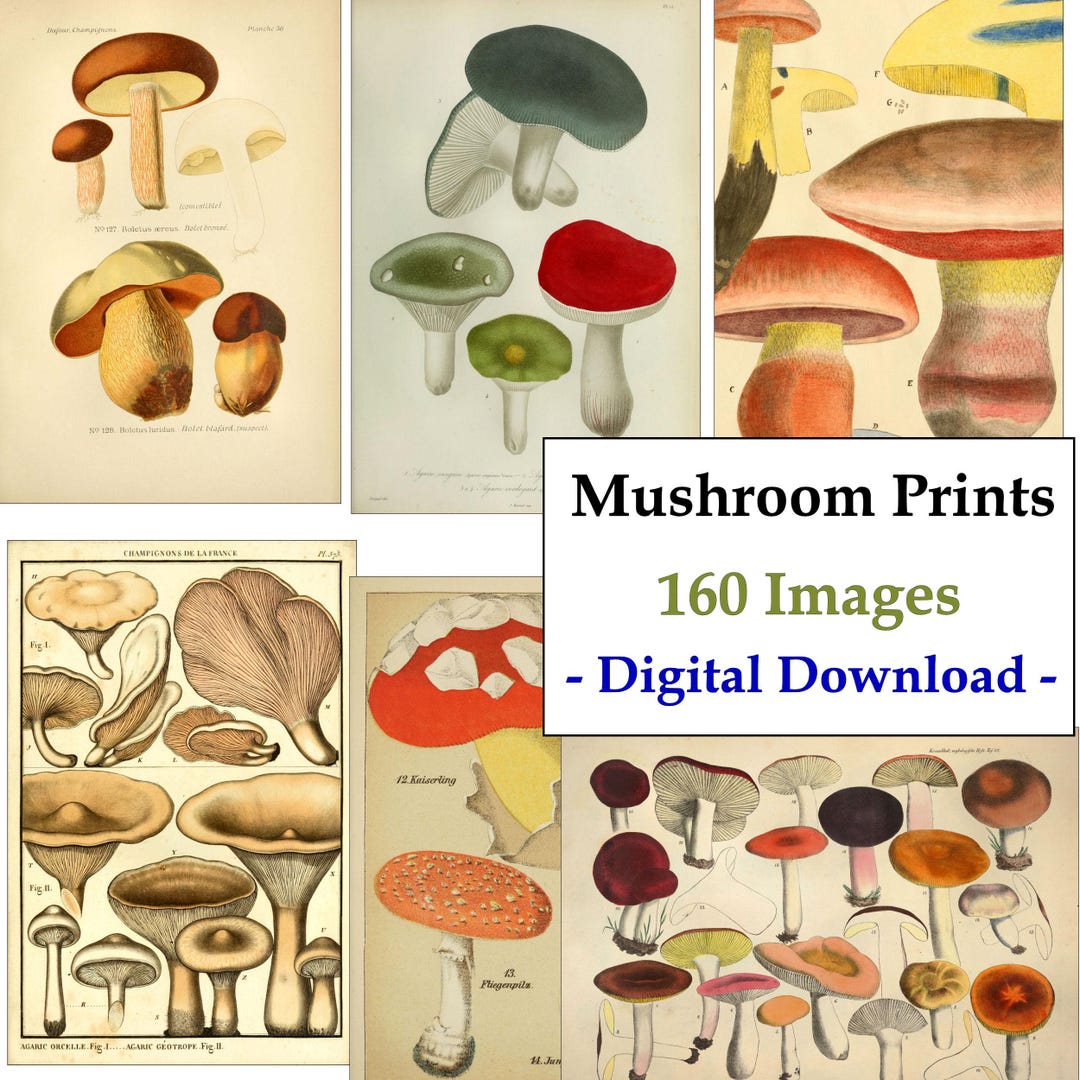 Vintage Mushroom Illustrations Digital Print Download Junk Journal ...