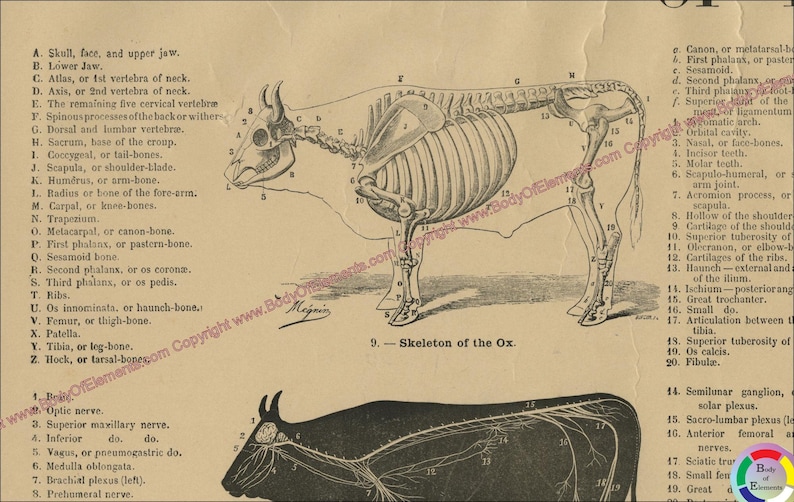 Veterinary Ox Cow Anatomy Illustrations Anatomical Poster Handout ...