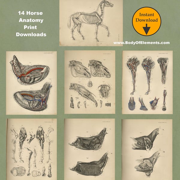 Spinal Anatomy Study Reference Clinic Handout Chiropractic Medical 8.5 ...