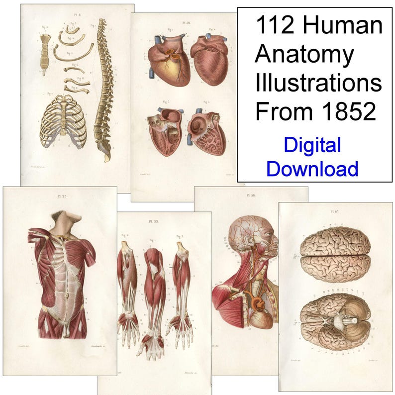 Vintage Old 1852 Anatomy 112 Illustrations Medical Ephemera Digital ...