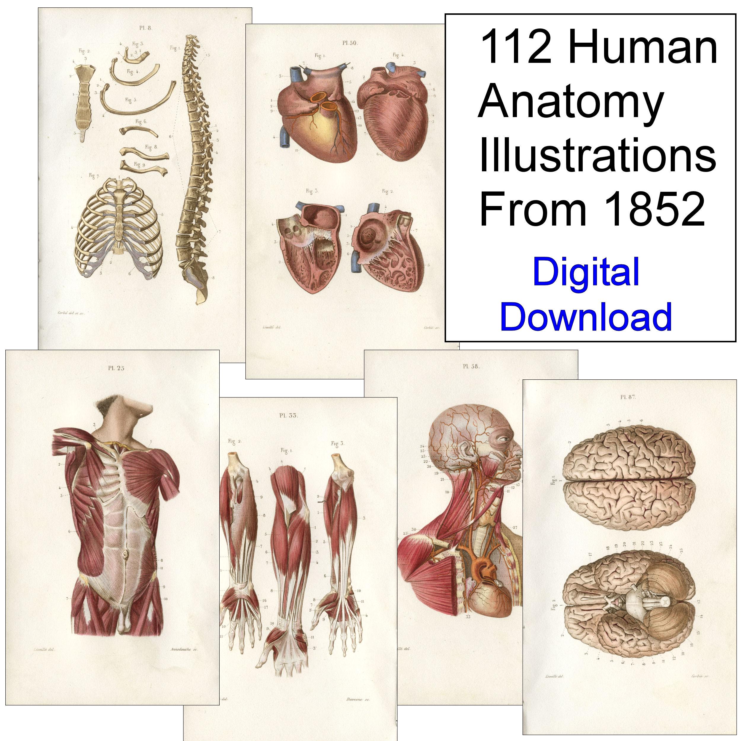 Vintage Old 1852 Anatomy 112 Illustrations Medical Ephemera Digital ...