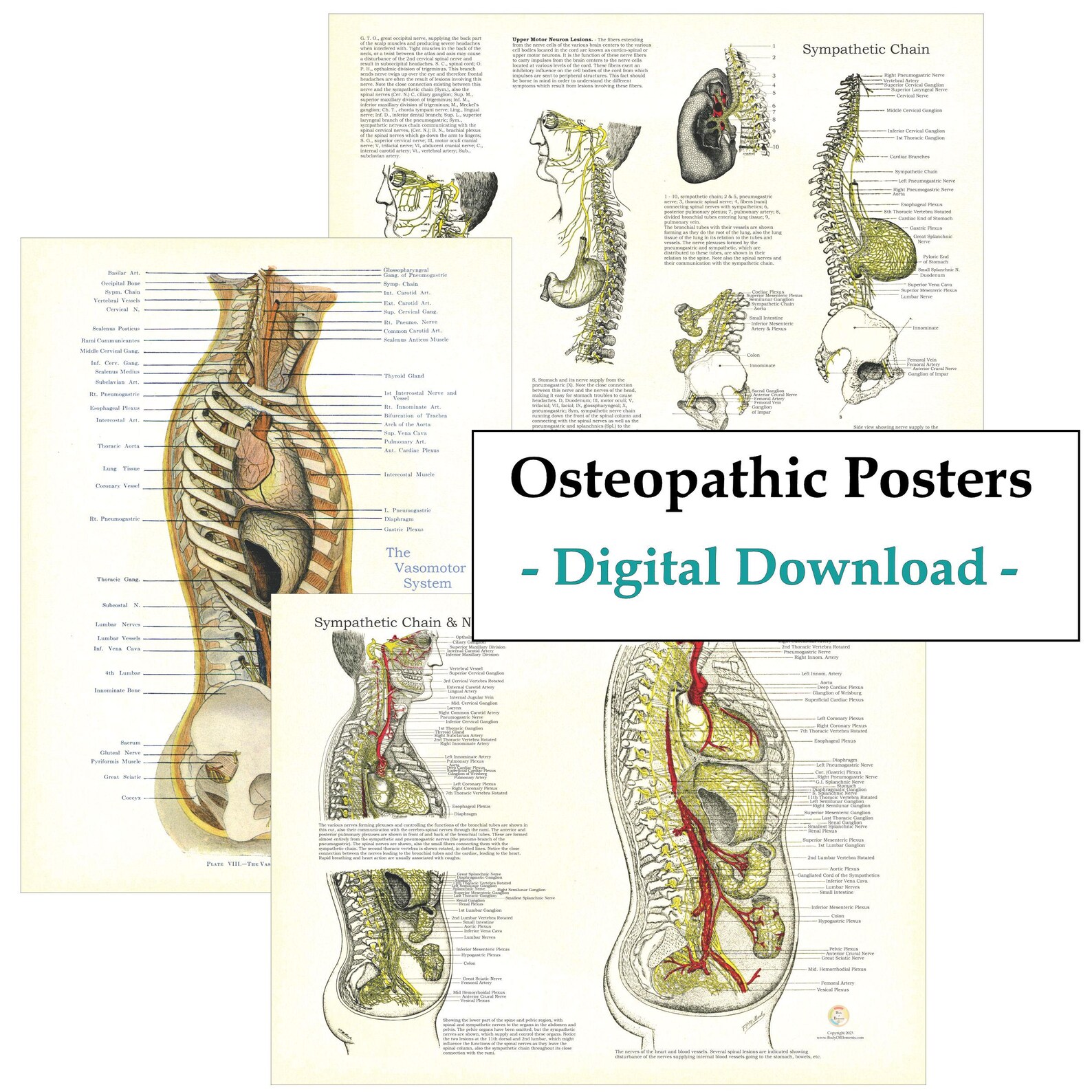 Osteopathic Sympathetic Chain Nerve Plexuses Vasomotor System Spinal ...