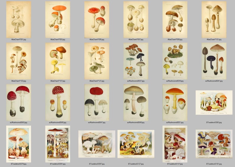 Mushrooms Vintage Illustrations Digital Print Download Junk Journal ...