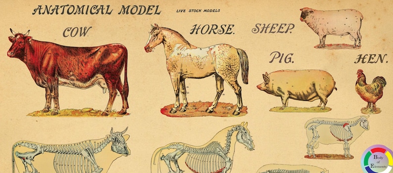 Farm Animals Anatomy Atlas Poster Anatomical Model Horse Cow Pig Sheep ...