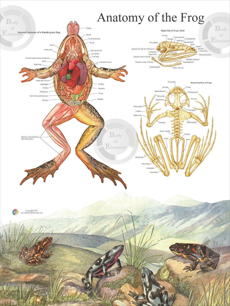 Frog Anatomy Poster Digital Download Poster Wall Art Biology Classroom ...