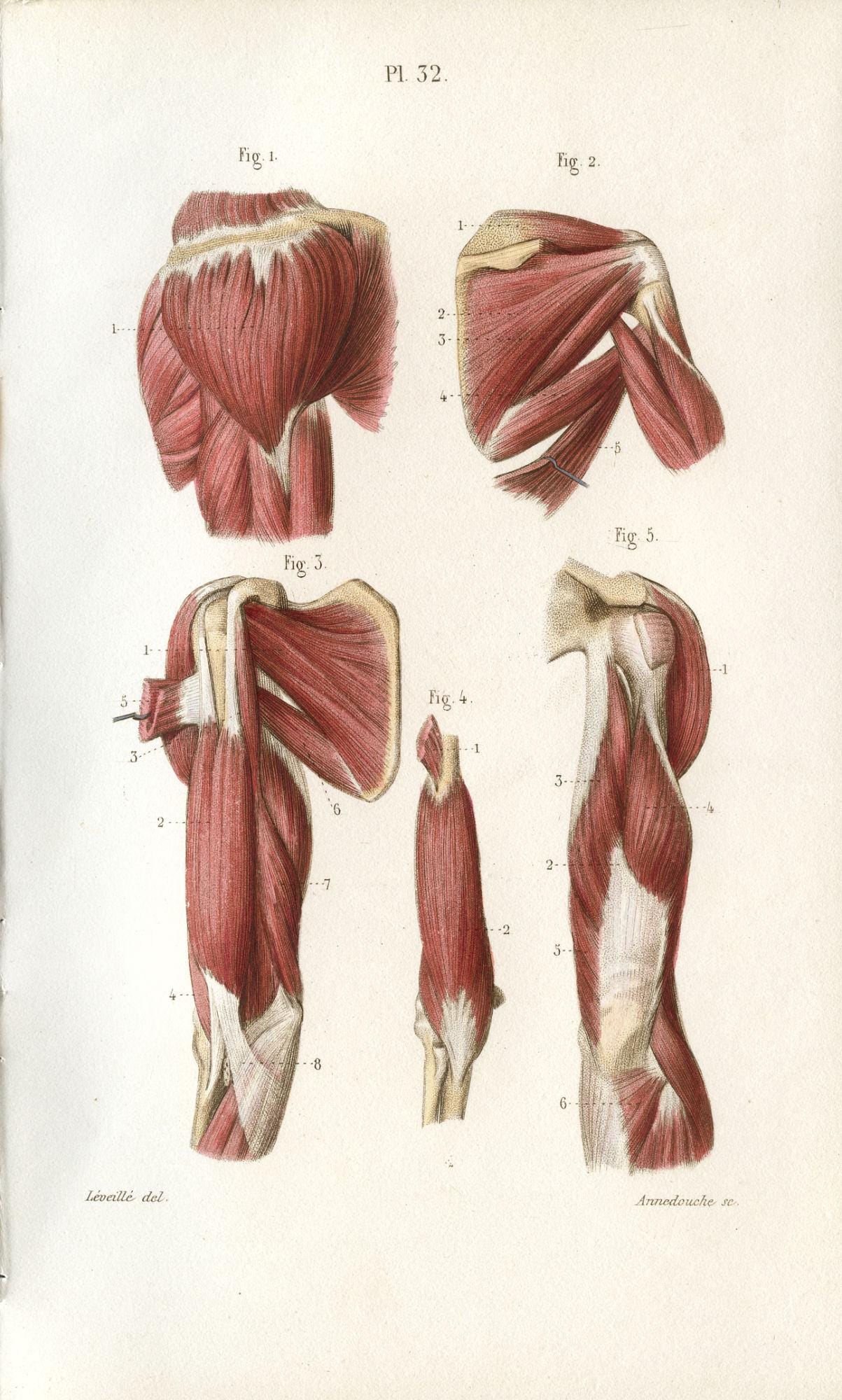 Vintage Old 1852 Anatomy 112 Illustrations Medical Ephemera Digital ...