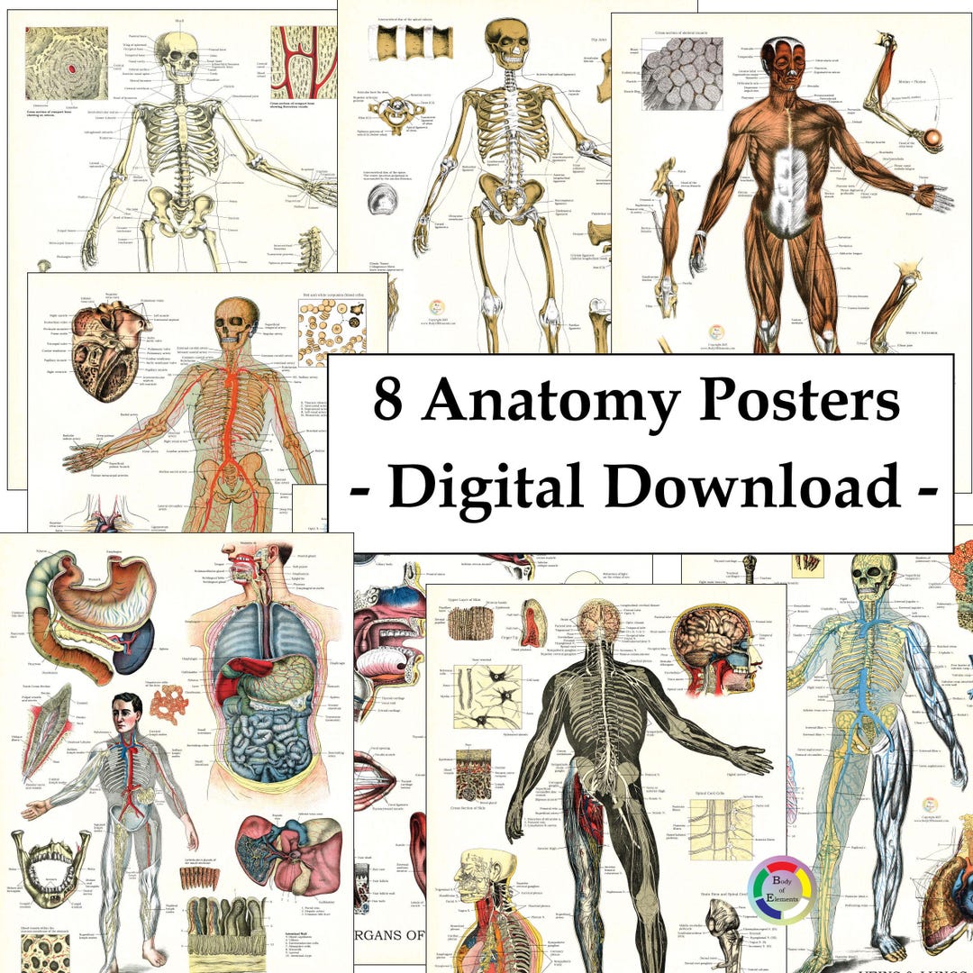 8 Human Anatomy Posters Digital Download Prints Clinic Wall Charts ...