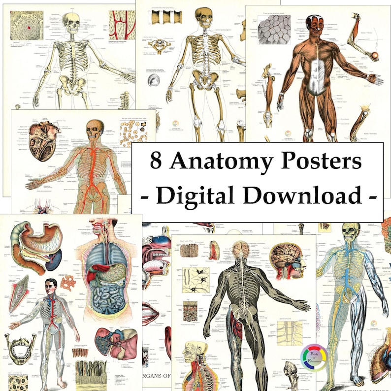 8 Human Anatomy Posters Digital Download Prints Clinic Wall Charts ...