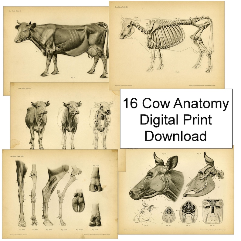 Cow Anatomy Vintage Book Illustrations Veterinary Digital Print ...