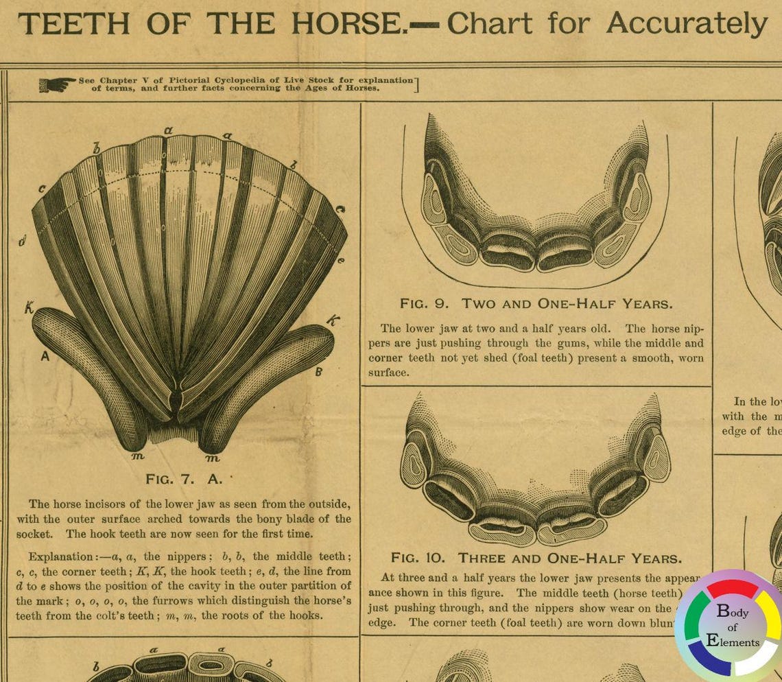 Equine Age of Horse by Teeth Poster Veterinary Dental Anatomical Chart ...