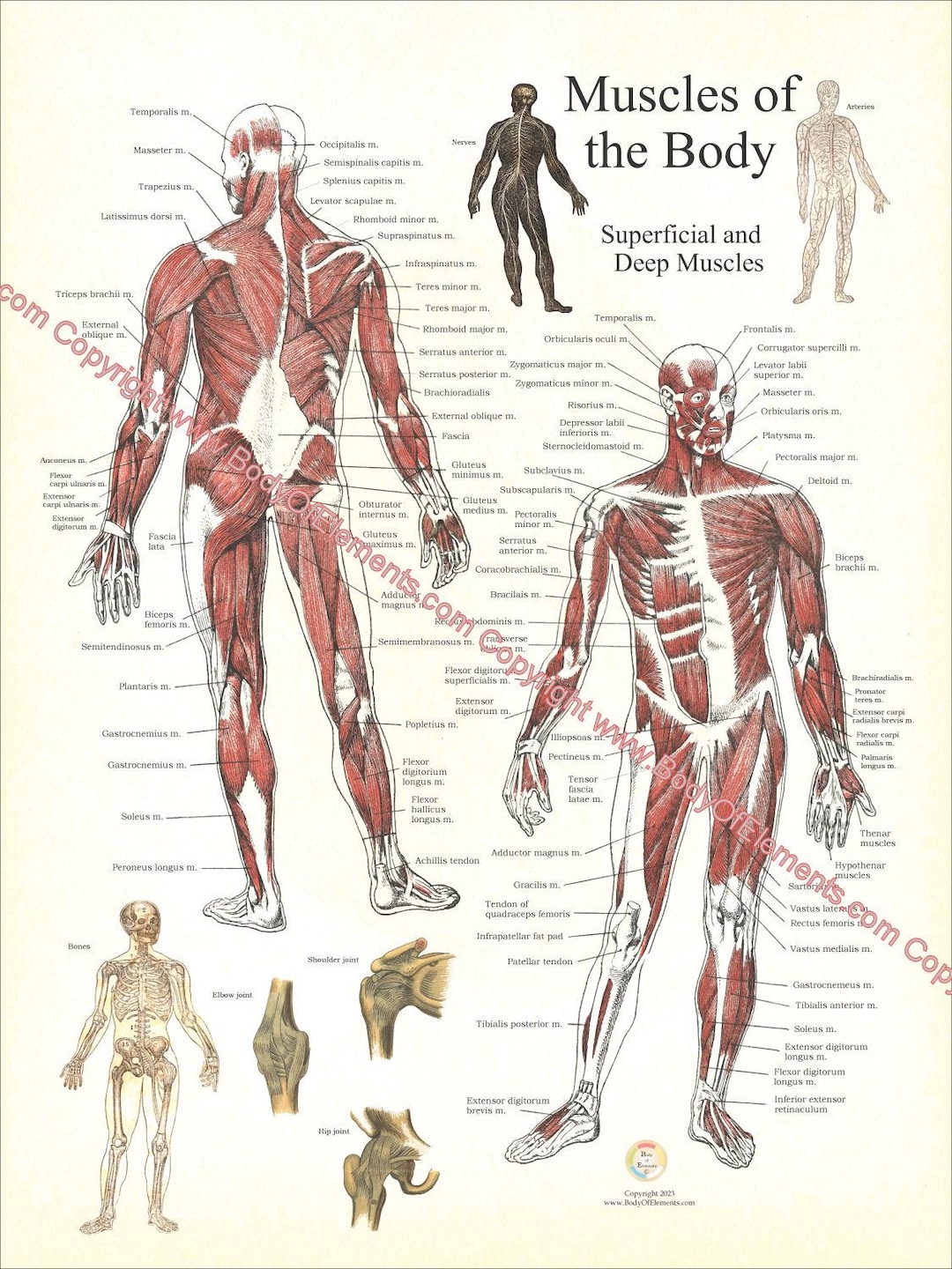 Muscles Anatomy Poster Human Anatomical Wall Chart Digital Download ...