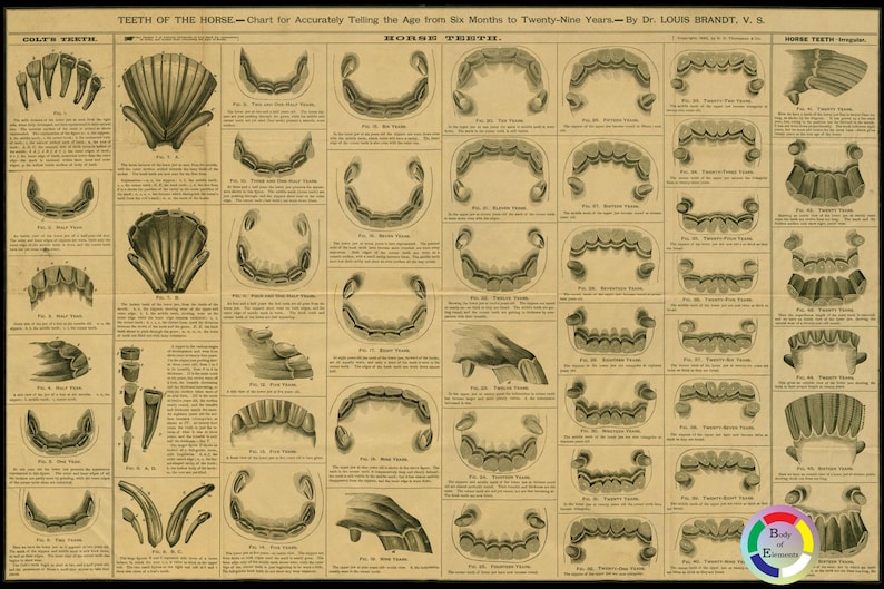Equine Age of Horse by Teeth Poster Veterinary Dental Anatomical Chart ...